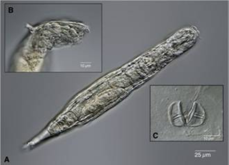 Tiny worm comes back to life after 24,000 years in Siberian deep freeze ...