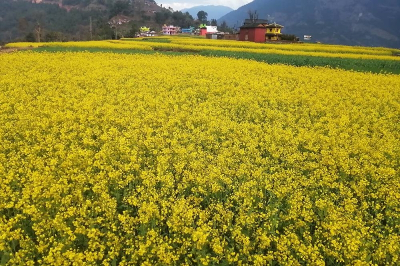 Mustard production likely to increase in Jhapa - The Himalayan Times ...