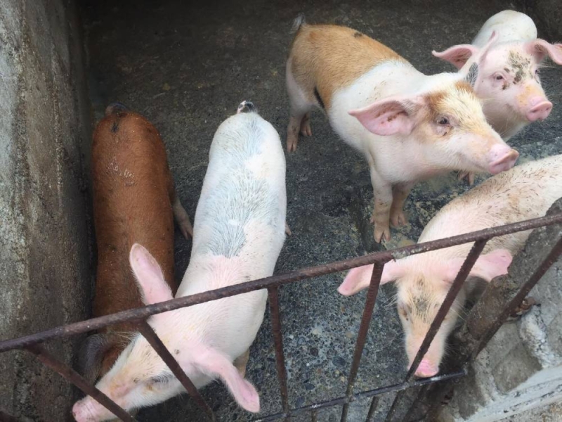 300 pigs die of African swine fever in Myagdi - The Himalayan Times ...