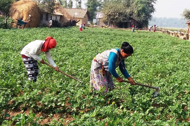 Nurturing agricultural growth: Justification of agro-credit - The ...