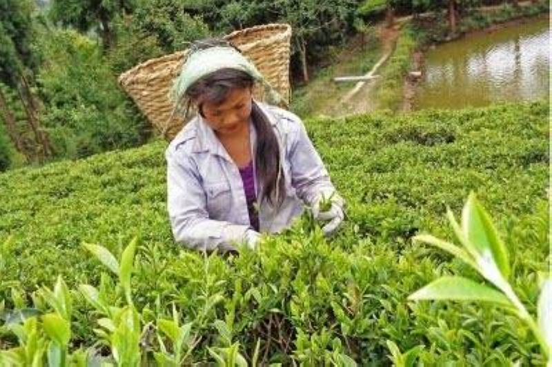 Tea exports surge by over 32% through Mechi customs - The Himalayan ...