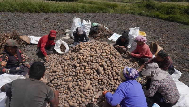 Mustang potato production surges to Rs 628 million - The Himalayan ...