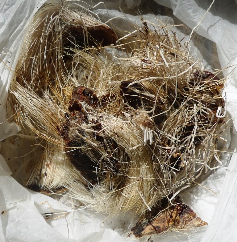 Duo held with musk pod, herbs - The Himalayan Times - Nepal's No.1 ...