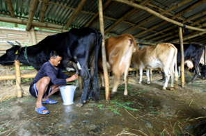 French cheese made in Nepal - The Himalayan Times - Nepal's No.1 ...