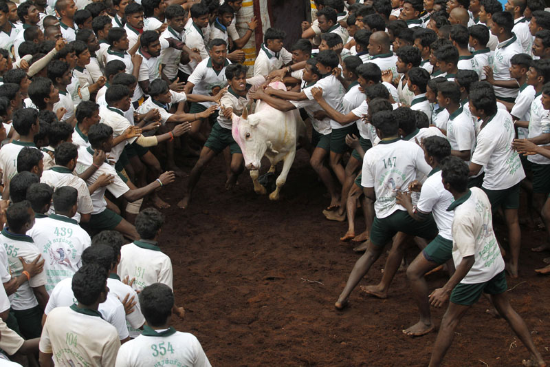 Indian court bans bull fighting at harvest festival - The Himalayan ...