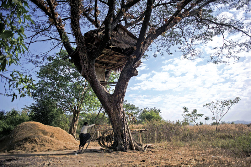 Tuskers force villagers to tree-top refuge - The Himalayan Times ...