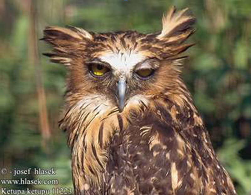 7 held with endangered tawny fish owl - The Himalayan Times - Nepal's ...