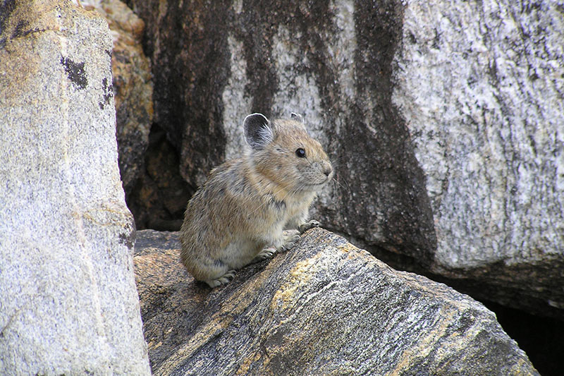 Protections rejected for American pika, other species - The Himalayan ...