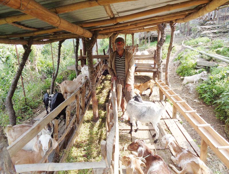 Commercial goat farm - The Himalayan Times - Nepal's No.1 English Daily ...