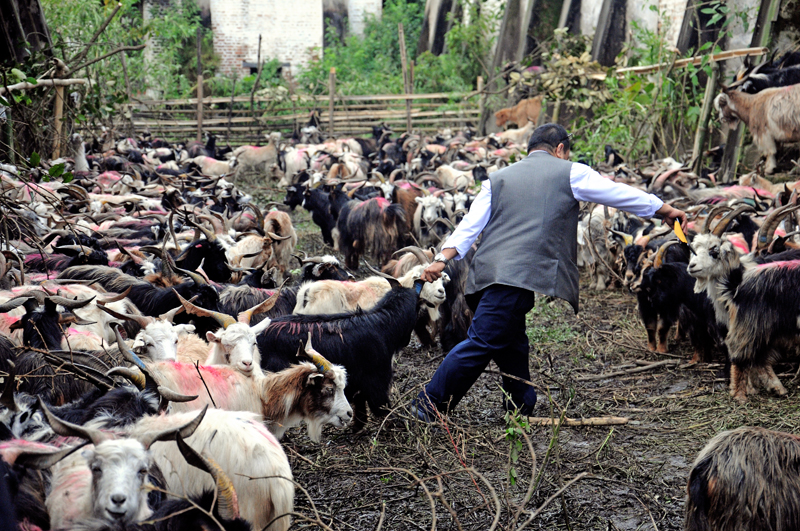 Thousands of mountain goats brought to Bhaktapur for Dashain - The ...