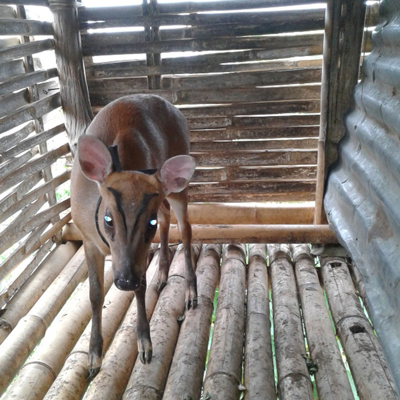 Domesticated deer in Ilam - The Himalayan Times - Nepal's No.1 English ...