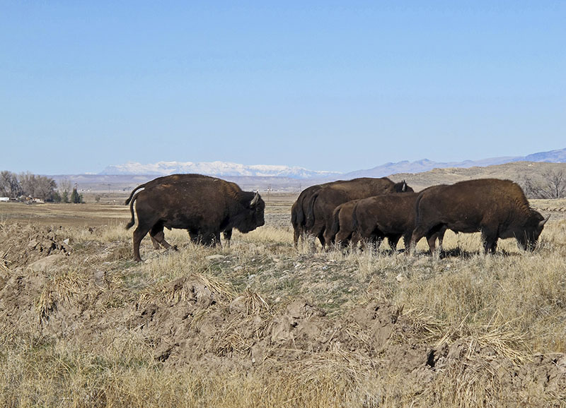 Where the buffalo roam: Herd treads again on tribal land - The ...