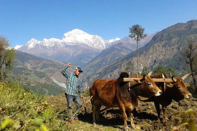 Before you sow the seeds - The Himalayan Times - Nepal's No.1 English ...
