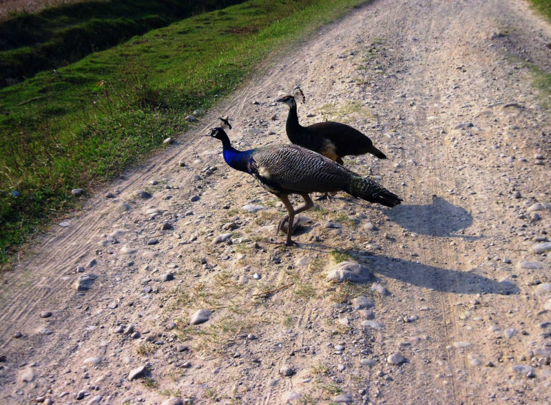 Peacock Dream - The Himalayan Times - Nepal's No.1 English Daily ...