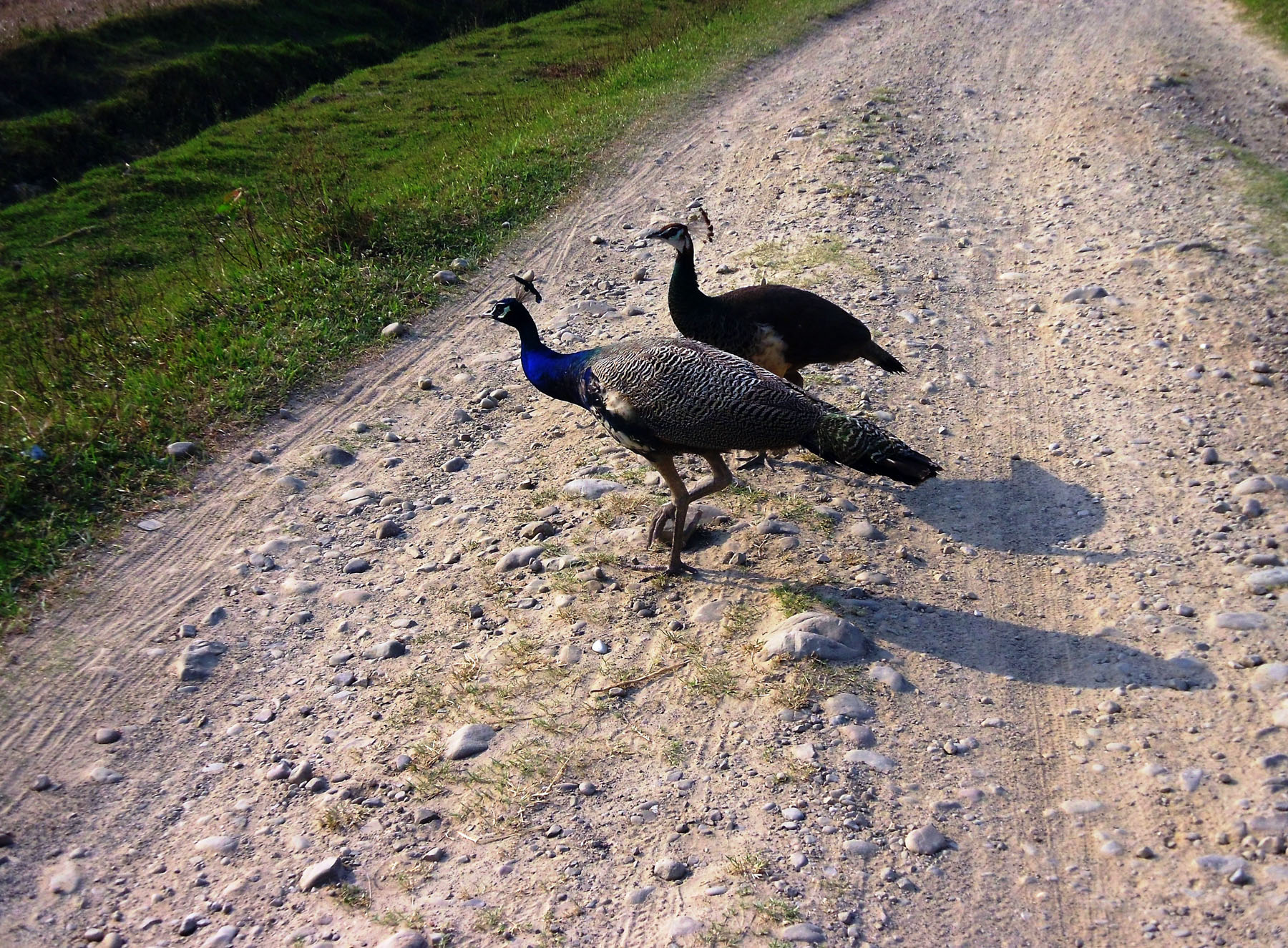 Peacock Dream - The Himalayan Times - Nepal's No.1 English Daily ...