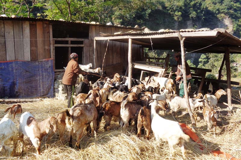 Professional goat farm - The Himalayan Times - Nepal's No.1 English ...
