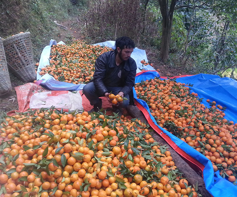 Oranges in Gulmi - The Himalayan Times - Nepal's No.1 English Daily ...