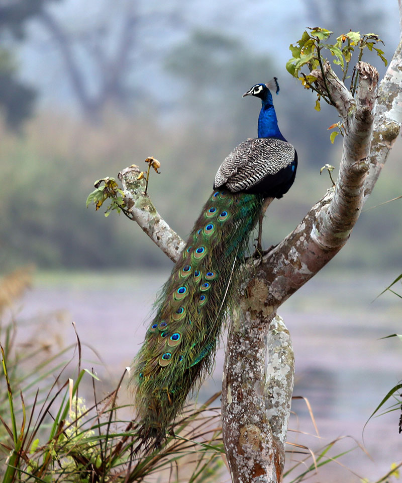 Peacock in Chitwan National Park - The Himalayan Times - Nepal's No.1 ...