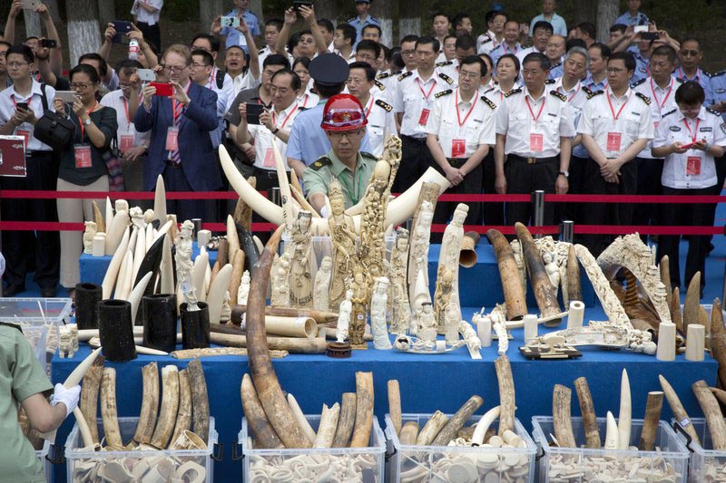 Watchdog says Chinese town is major ivory smuggling hub - The Himalayan ...