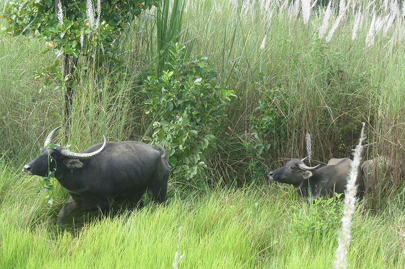 Wild buffaloes - The Himalayan Times - Nepal's No.1 English Daily ...