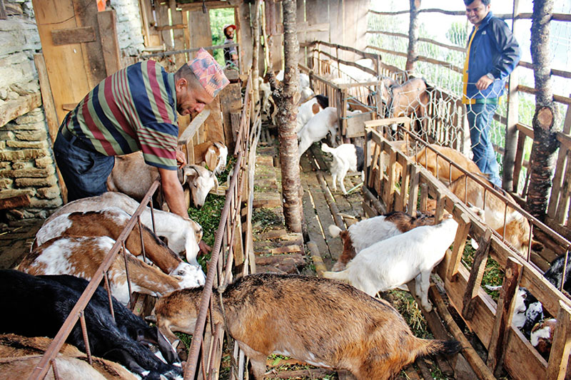 Commercial goat farm - The Himalayan Times - Nepal's No.1 English Daily ...