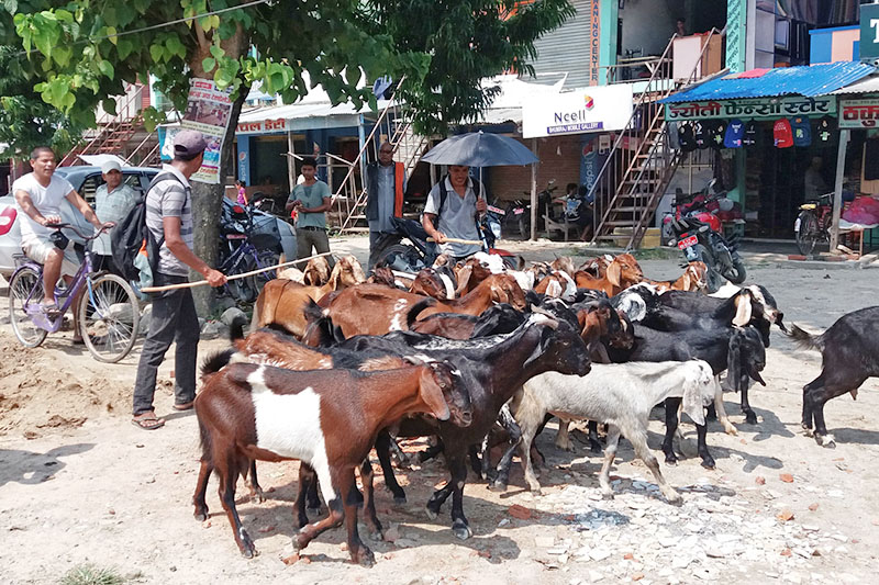 Goats for Dashain! - The Himalayan Times - Nepal's No.1 English Daily ...