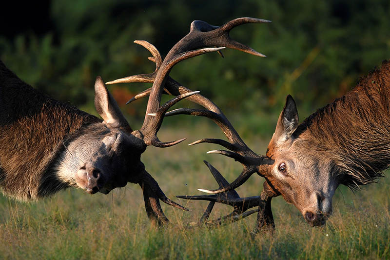 Stag deers - The Himalayan Times - Nepal's No.1 English Daily Newspaper ...