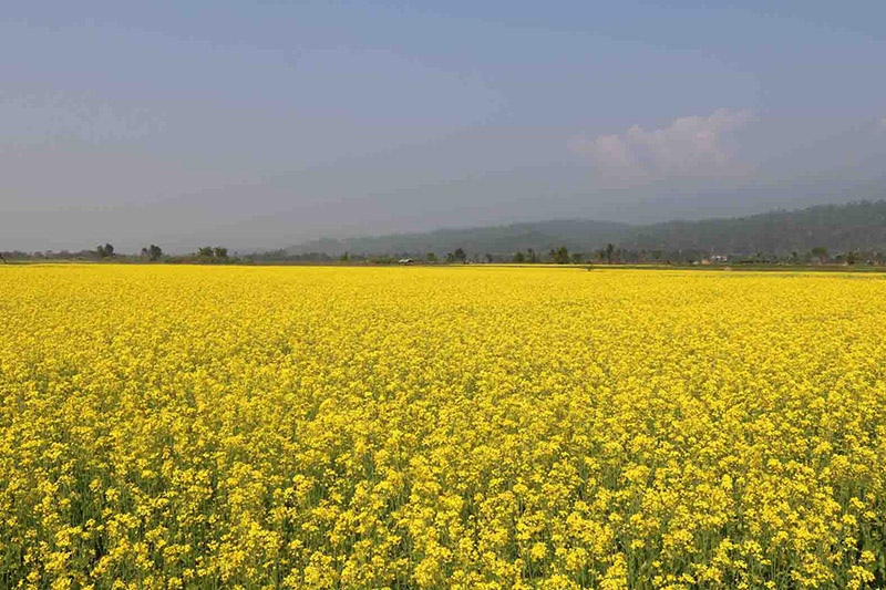 Mustard farming! - The Himalayan Times - Nepal's No.1 English Daily ...