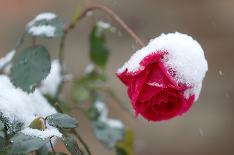 as red as blood, as white as snow - The Himalayan Times - Nepal's No.1 ...