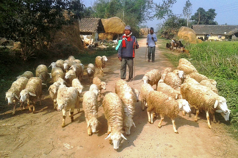 Cattle for making livelihood! - The Himalayan Times - Nepal's No.1 ...