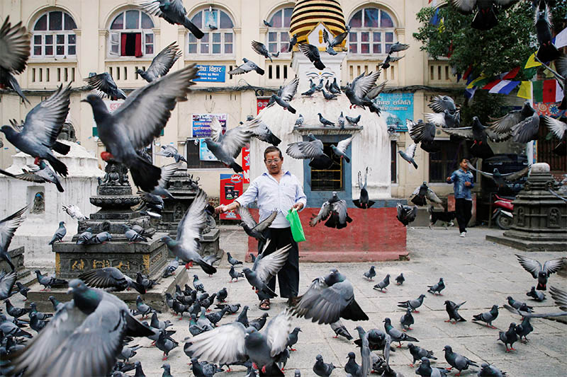 Pigeons feeding! - The Himalayan Times - Nepal's No.1 English Daily ...