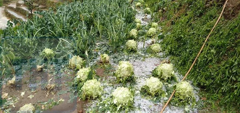 Hailstones destroy crops - The Himalayan Times - Nepal's No.1 English ...