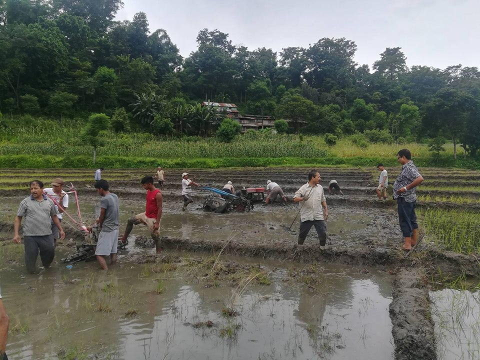 Farmers begin paddy cultivation in Lamjung - The Himalayan Times ...