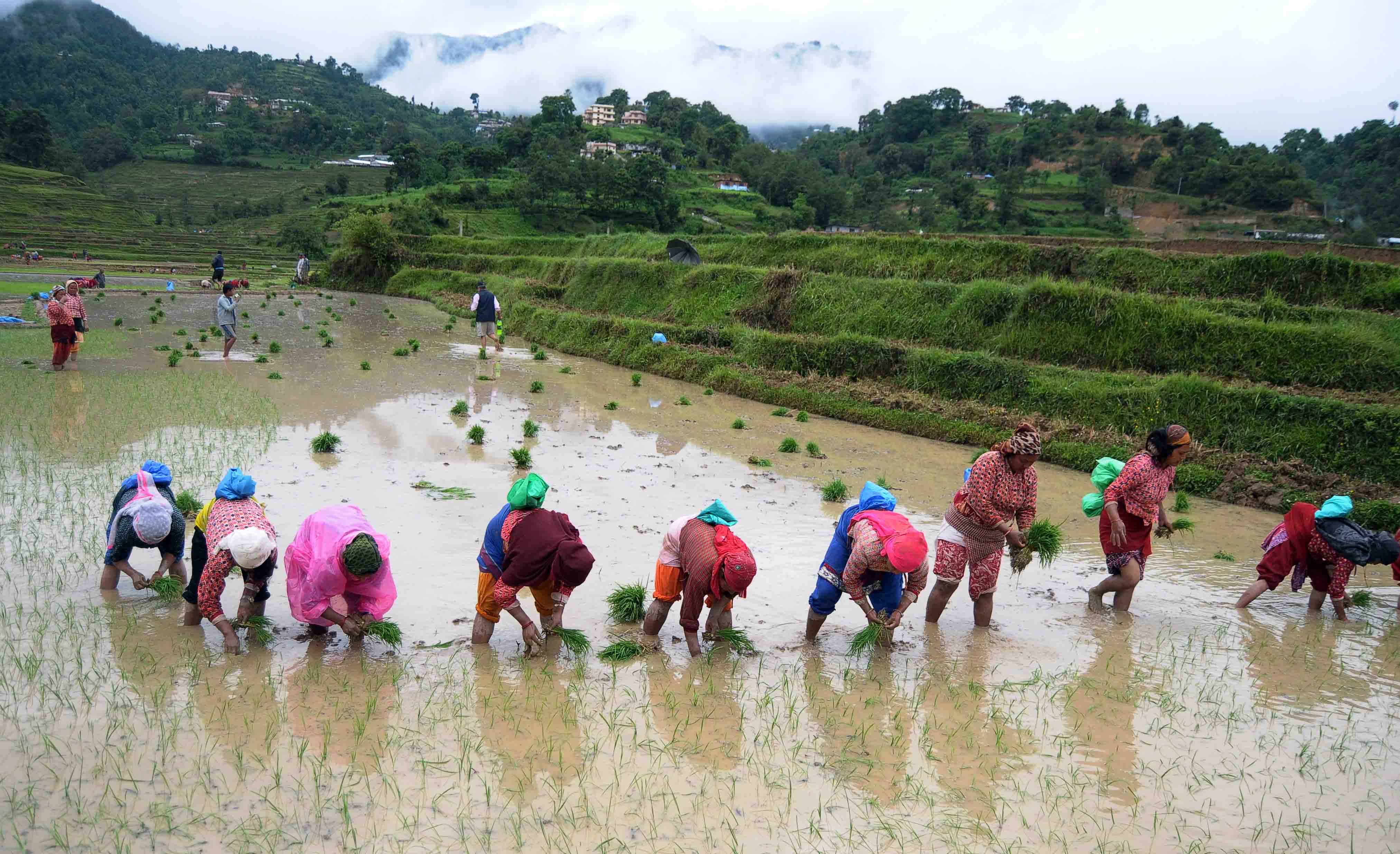 Photos: Onset of monsoons makes way for rice cultivation in Lalitpur ...