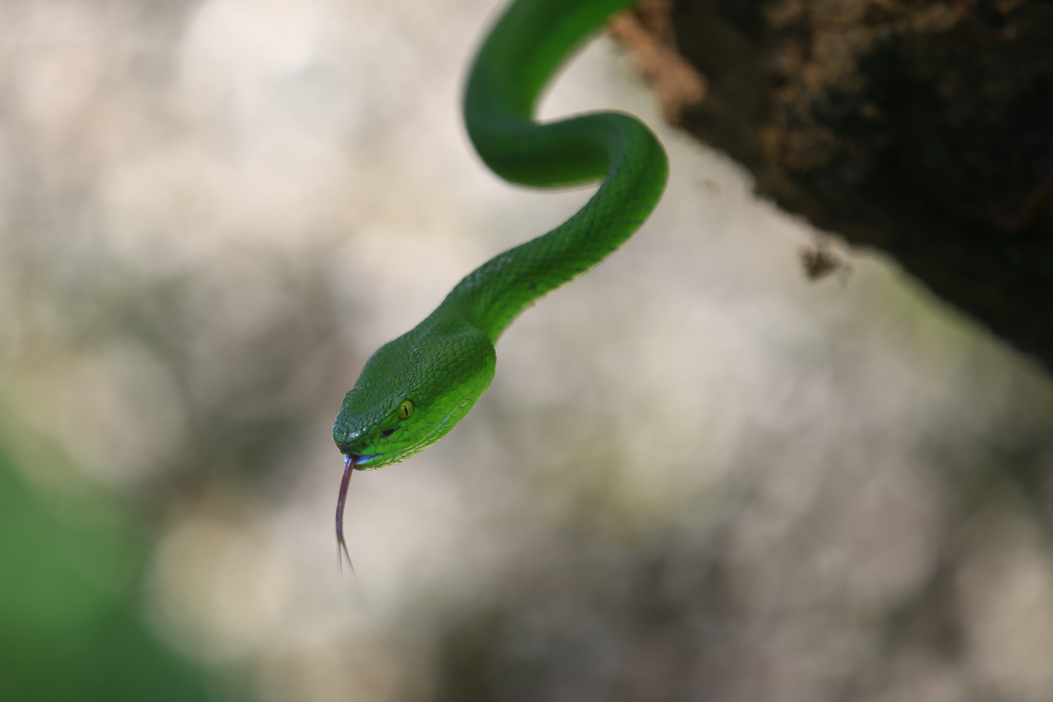 Photo Gallery: Off you go, into the wild! - The Himalayan Times - Nepal ...